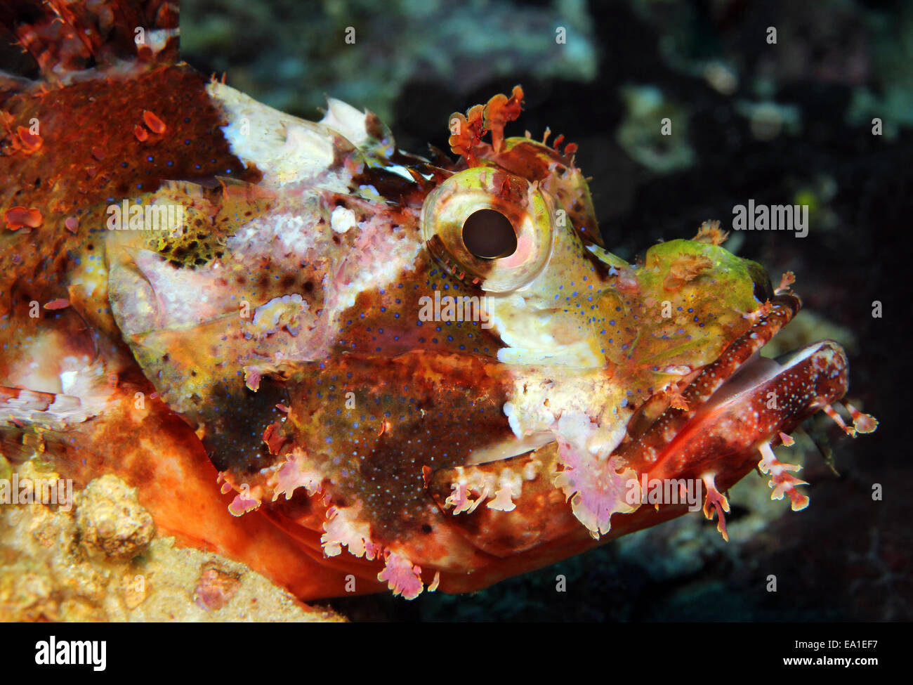Bearded Scorpion Fish High Resolution Stock Photography and Images - Alamy