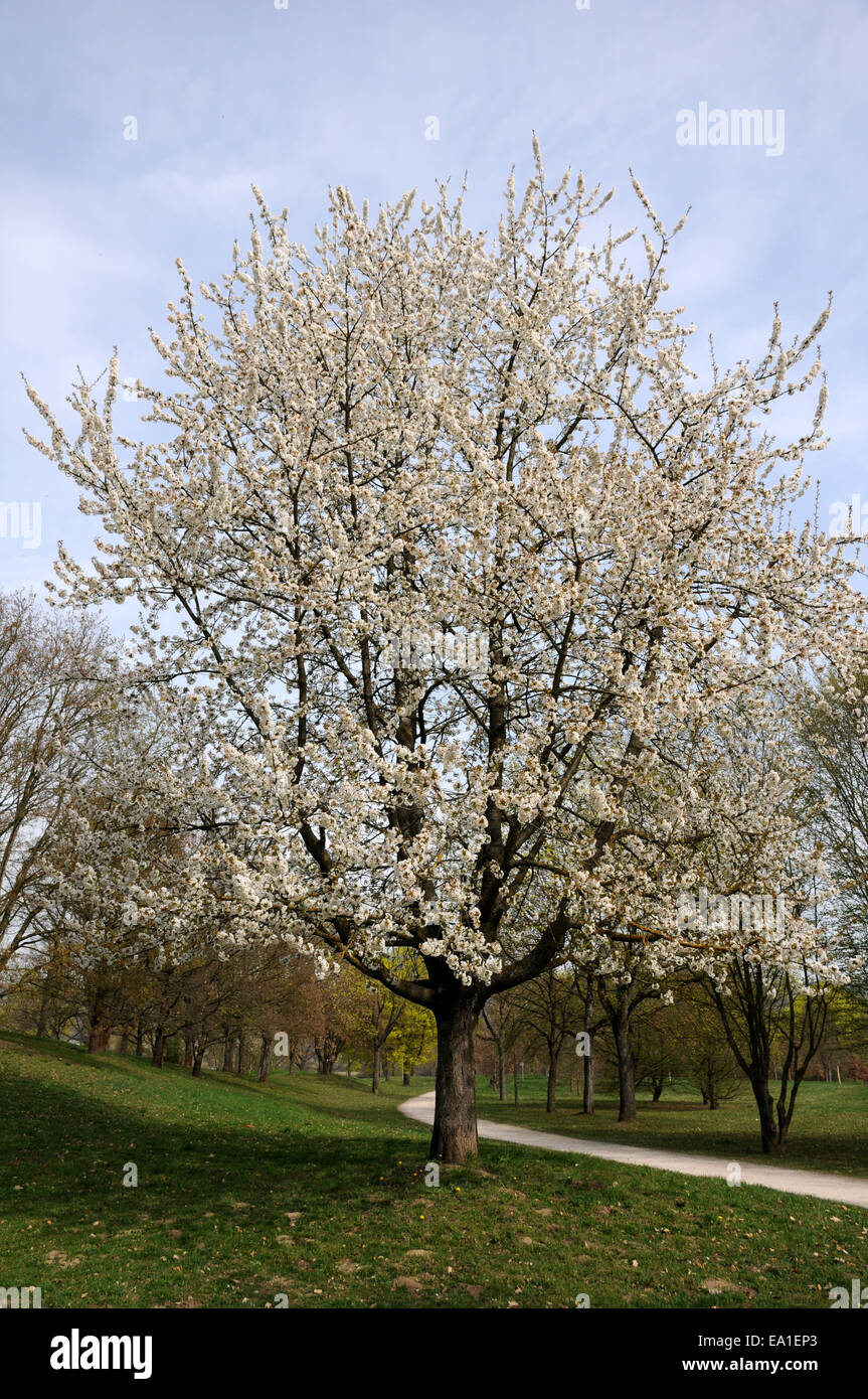 Sweet cherry tree Stock Photo - Alamy