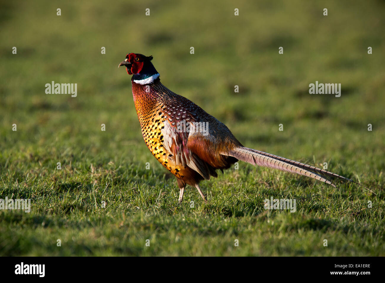 A colourful male Common Pheasant in breeding plumage walking across the ...