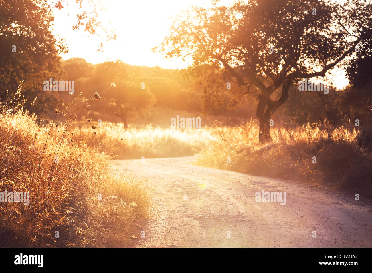 Road in field Stock Photo - Alamy