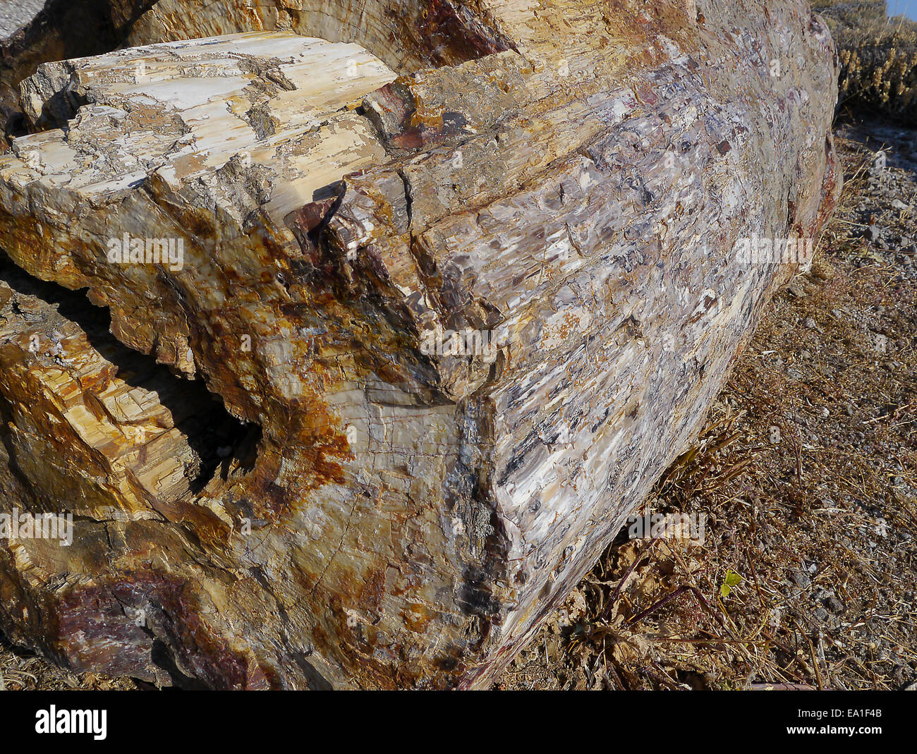 pertrified wood in a fossil forest Stock Photo - Alamy