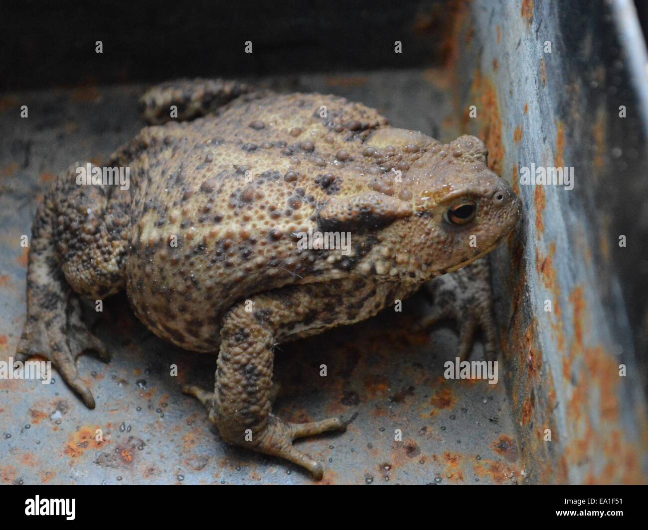 A toad in a metal box Stock Photo - Alamy