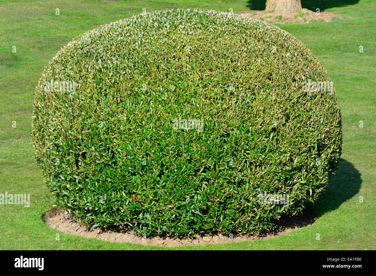 Topiary balls hi-res stock photography and images - Alamy
