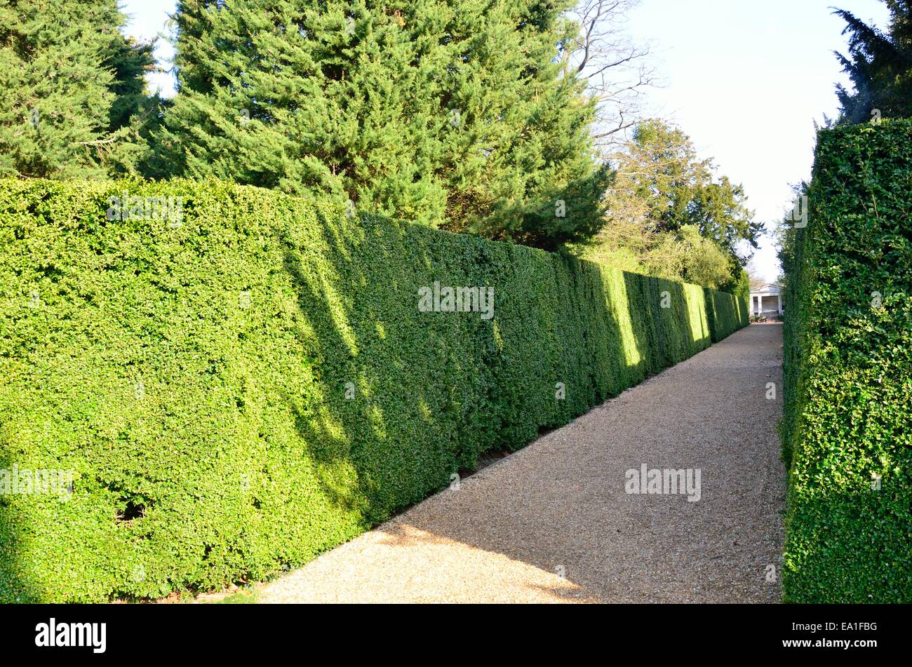 Hedge and pathway Stock Photo - Alamy