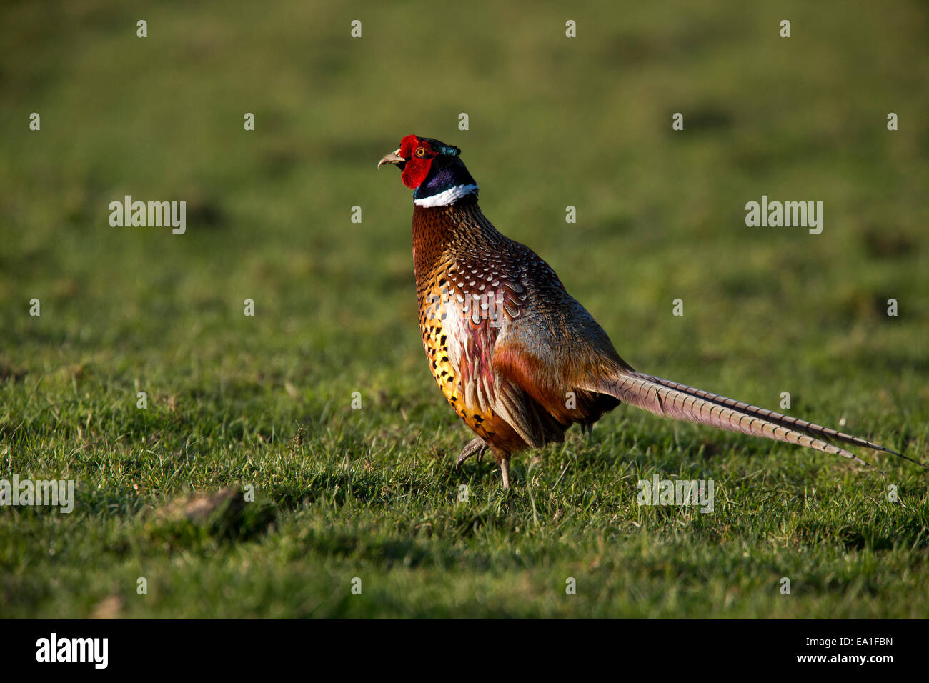 A colourful male Common Pheasant in breeding plumage walking across the ...