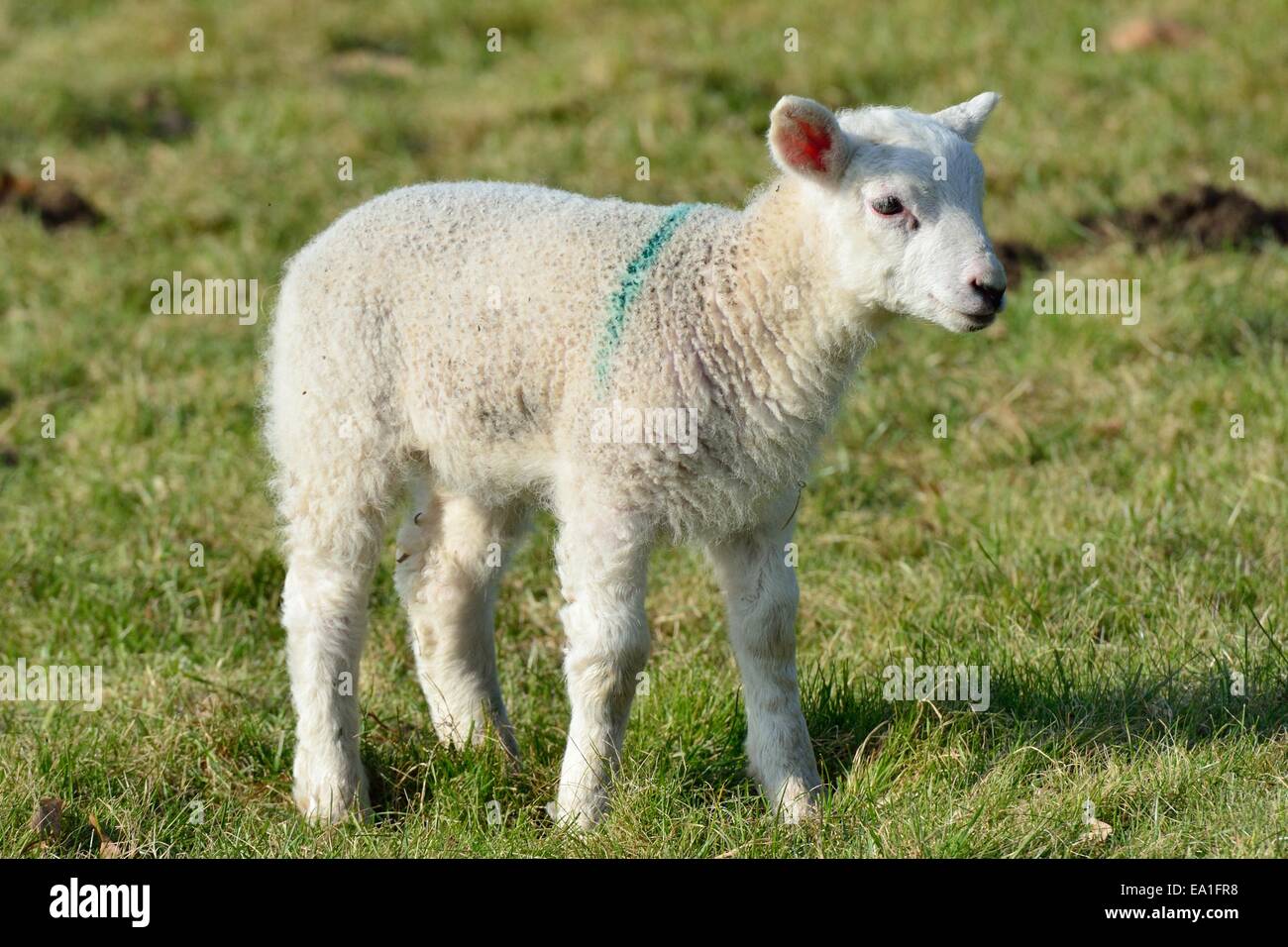 Single sheep in grazing field hi-res stock photography and images - Alamy