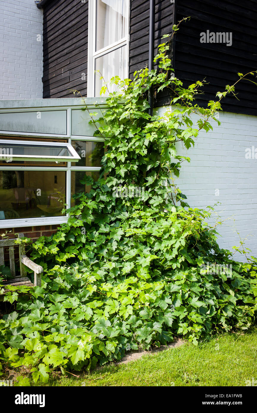 Grape Vine Uk Stock Photos & Grape Vine Uk Stock Images - Alamy