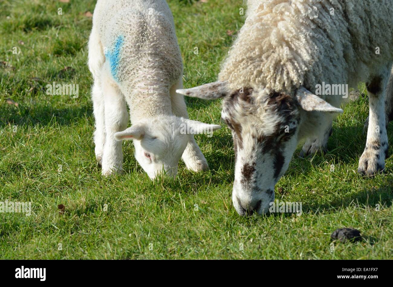Lamb and ewe feeding Stock Photo - Alamy Lamb and ewe feeding Stock Photo - Alamy