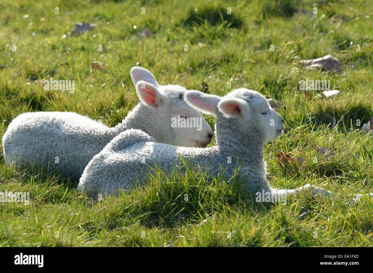 Sheep lying grass field hi-res stock photography and images - Alamy