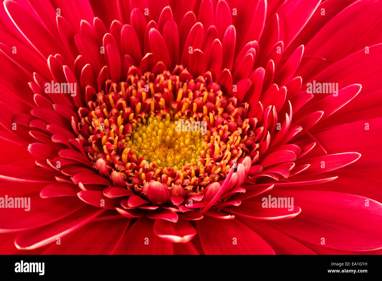 red flower close-up Stock Photo - Alamy