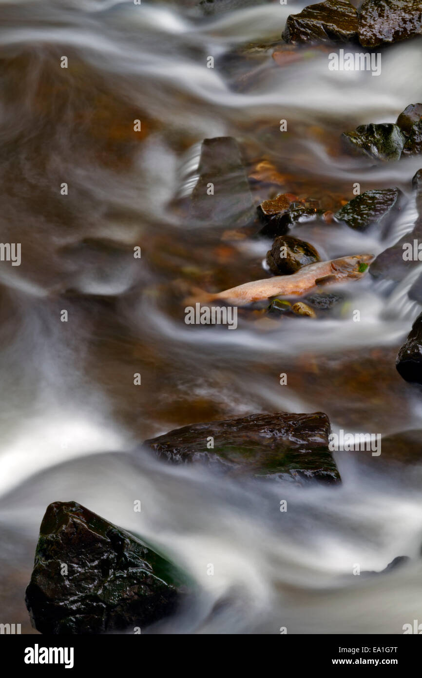 Spawned hi-res stock photography and images - Alamy