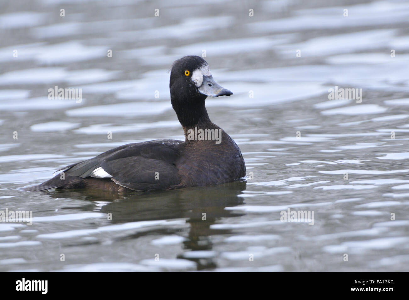 Tufted ducks pair hi-res stock photography and images - Alamy