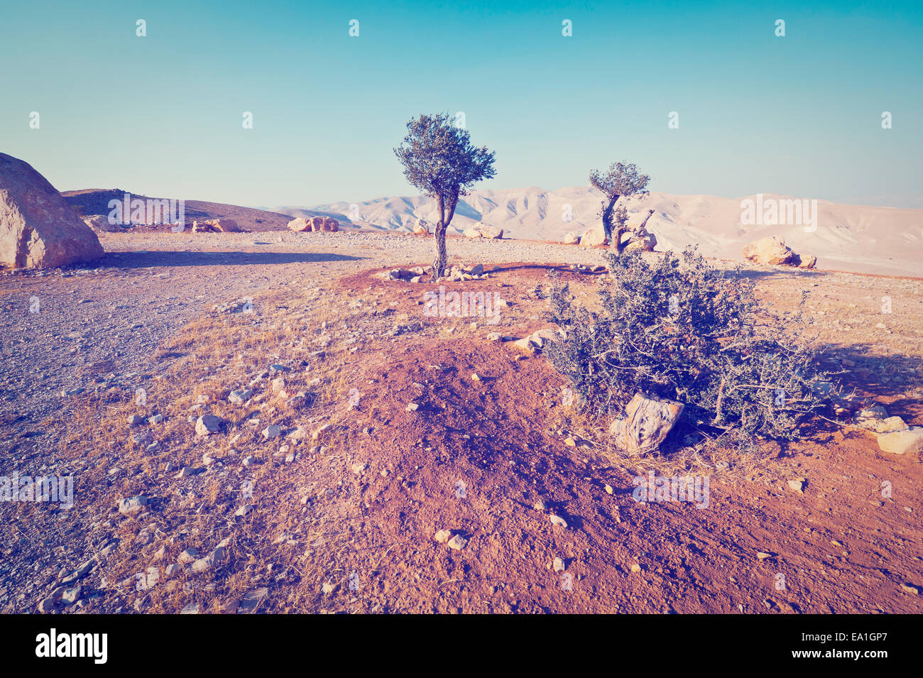 Tree middle east hi-res stock photography and images - Alamy