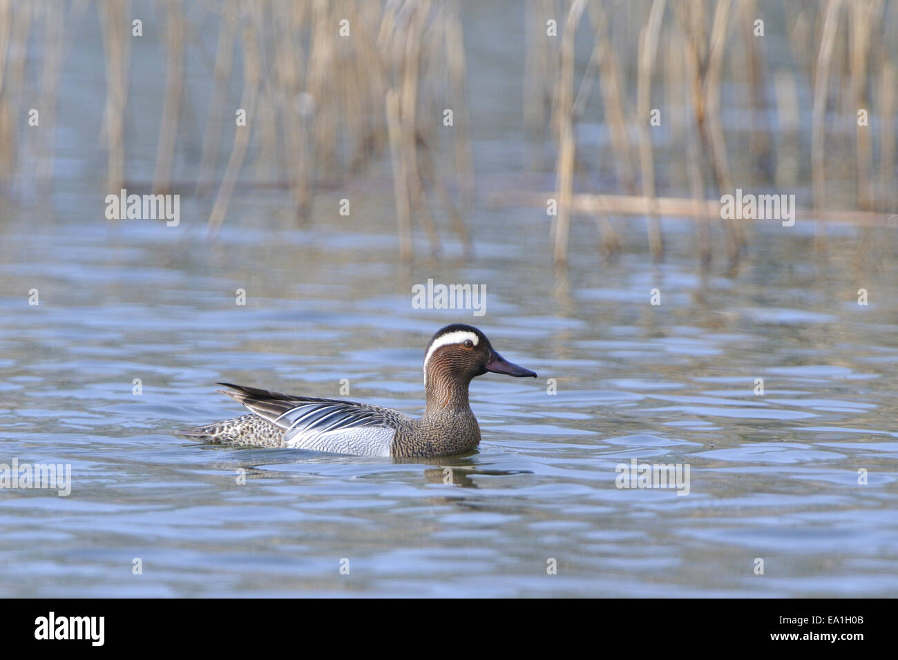 Garganey hi-res stock photography and images - Alamy