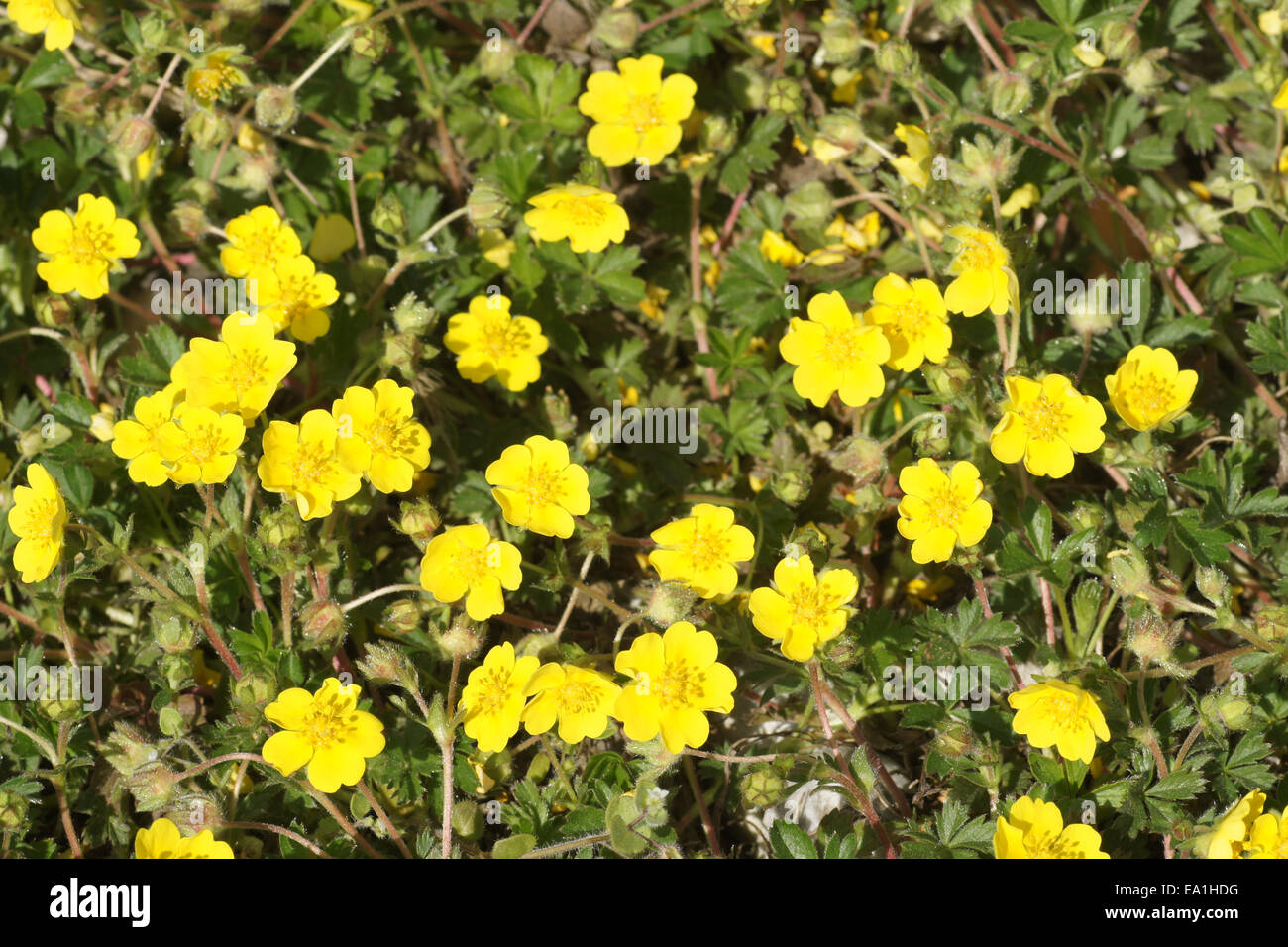 Potentilla verna hi-res stock photography and images - Alamy