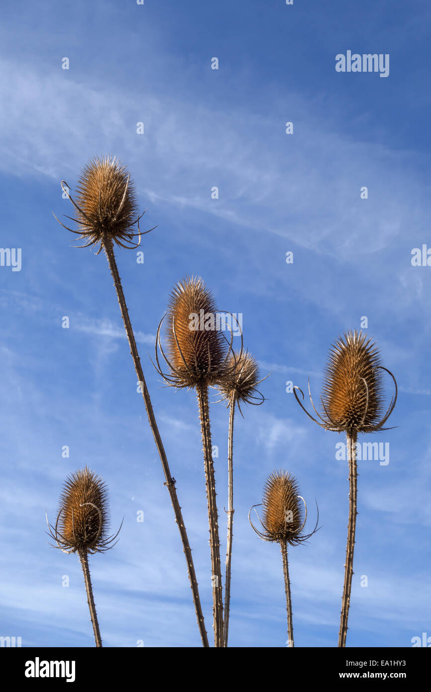 Sting thistle hi-res stock photography and images - Alamy