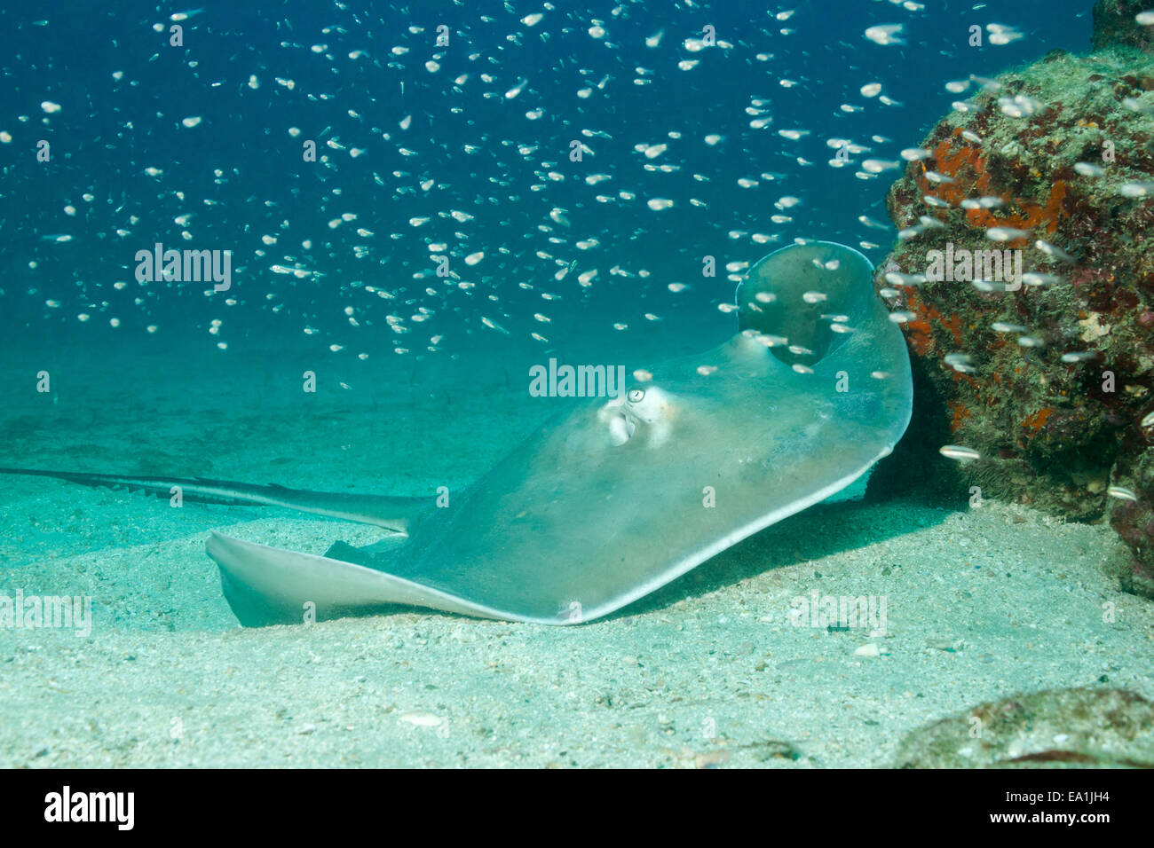 Large stingray hi-res stock photography and images - Alamy