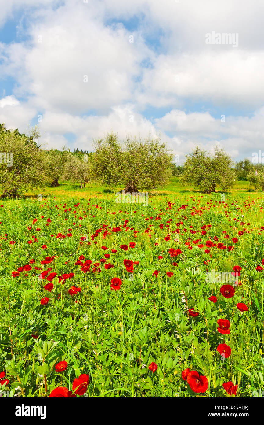Poppy plantation hi-res stock photography and images - Alamy