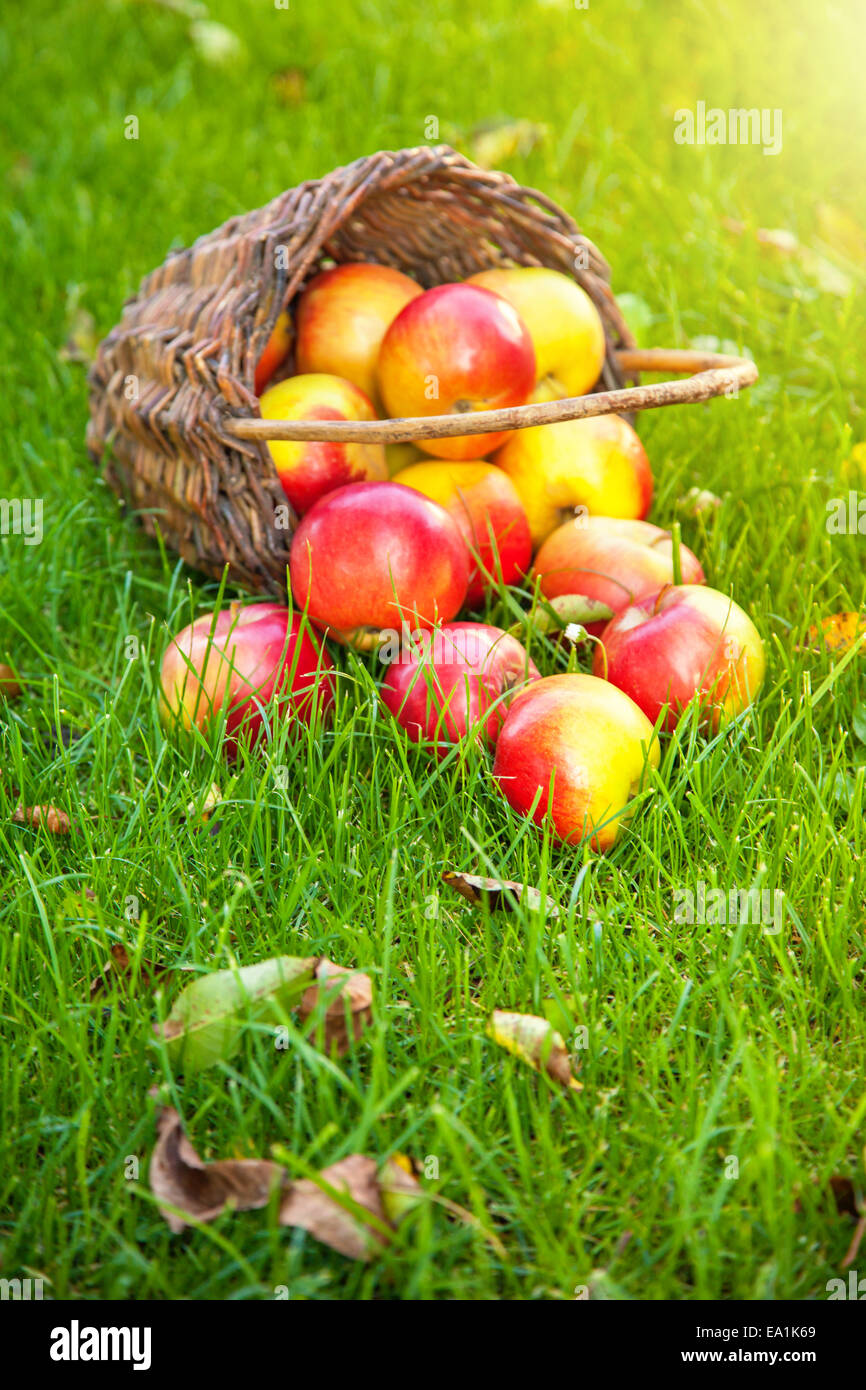 Apple basket hi-res stock photography and images - Alamy