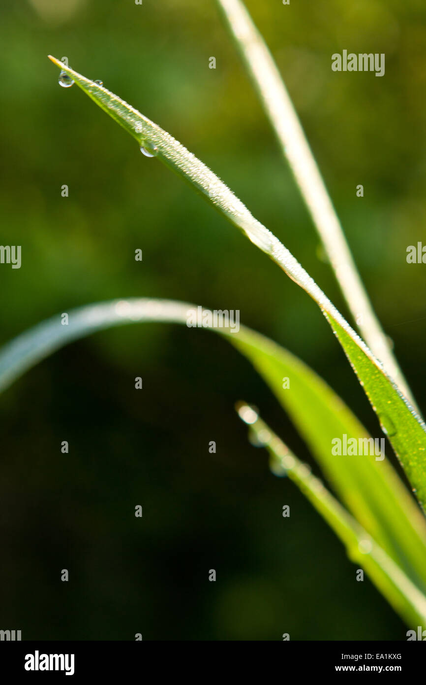 Wide grass blades hi-res stock photography and images - Alamy