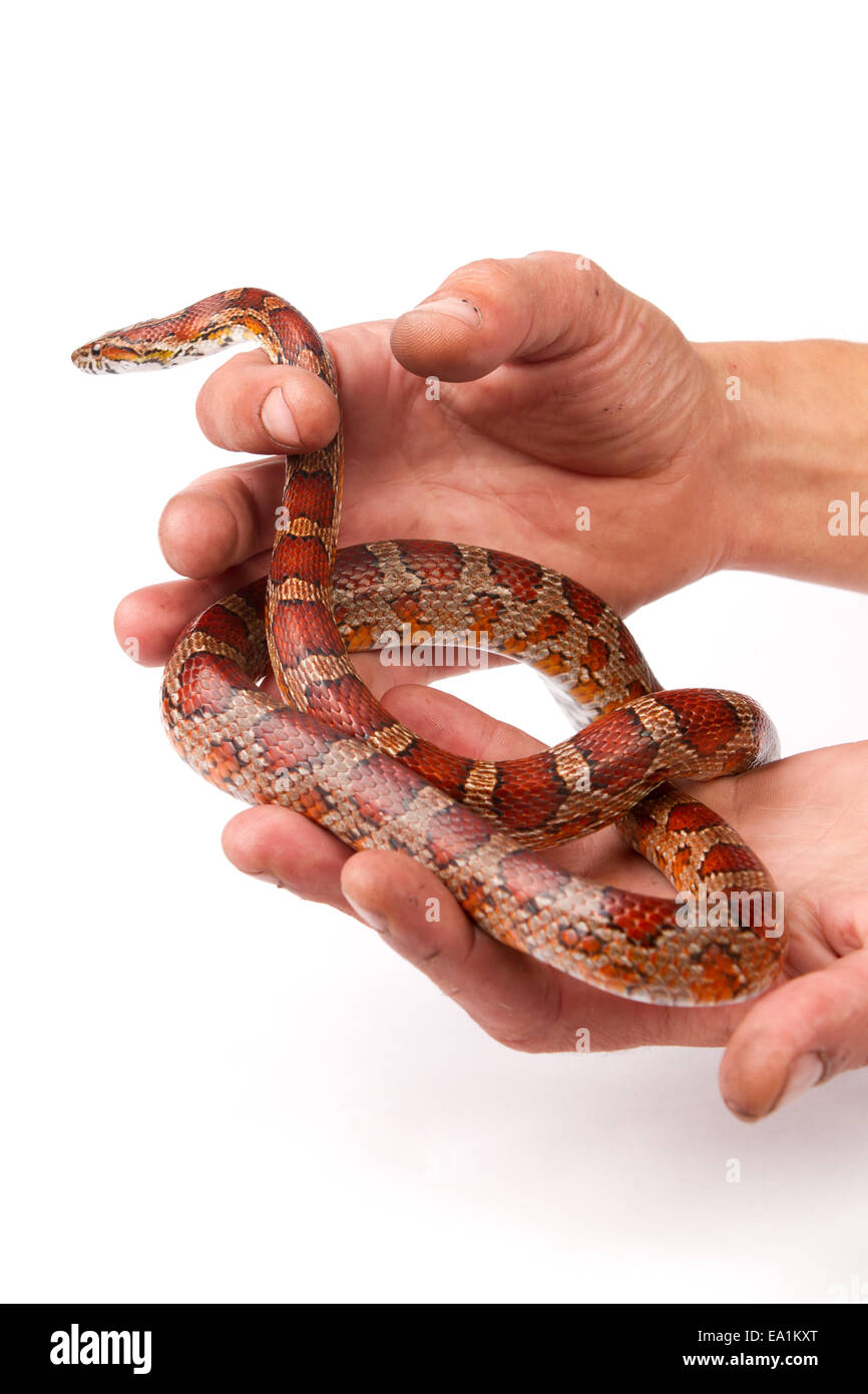 Dangerous snake Cut Out Stock Images & Pictures - Alamy