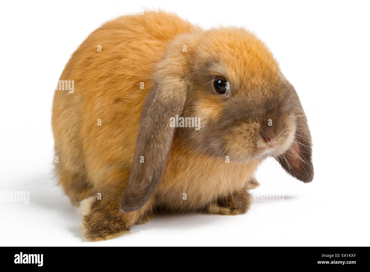 Large grey rabbit hi-res stock photography and images - Alamy