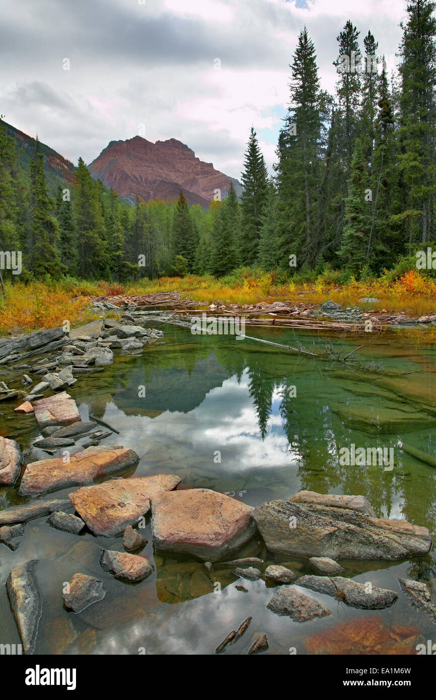 Fur-trees and stones Stock Photo - Alamy