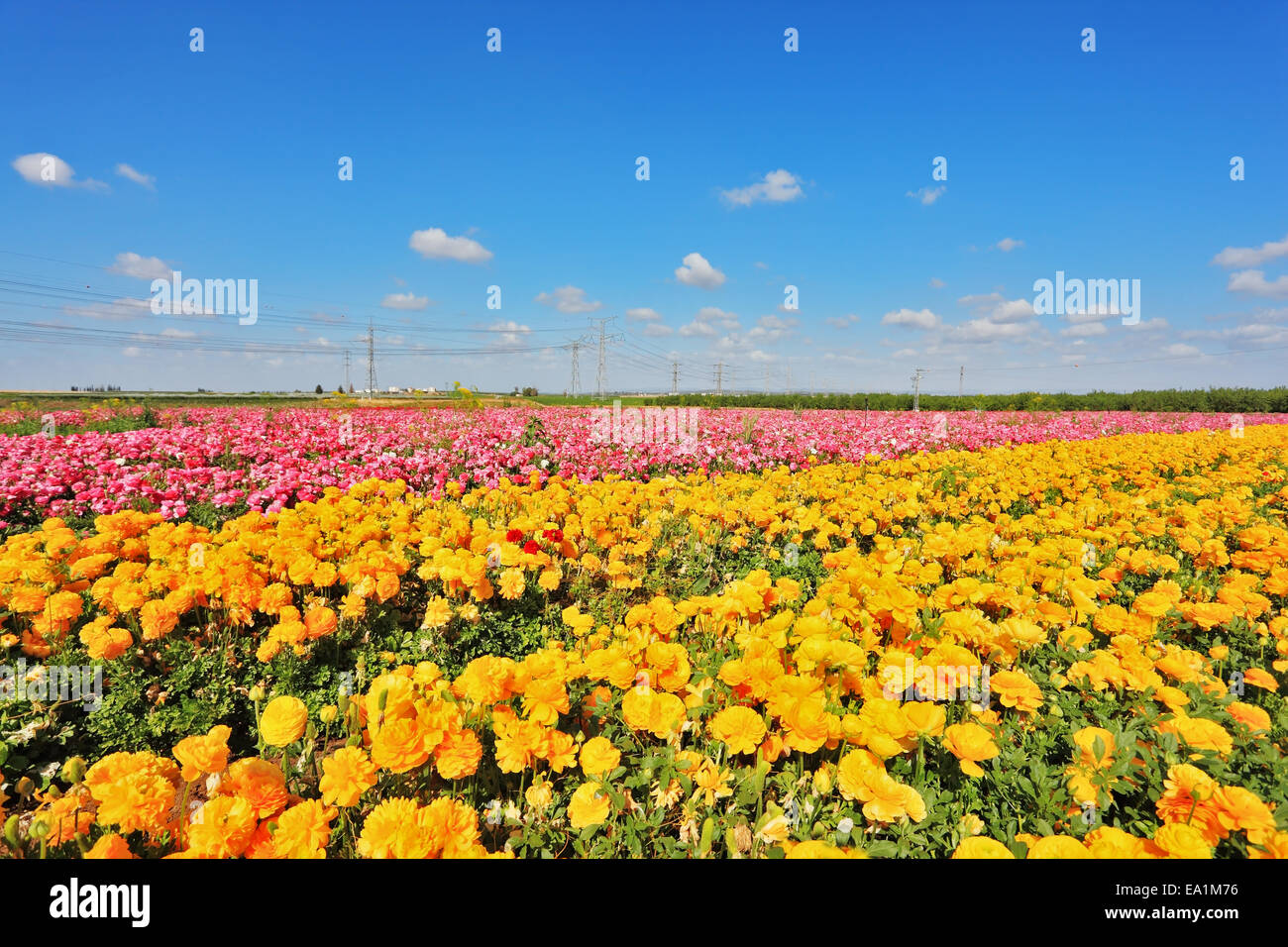 Pink flowers fields hi-res stock photography and images - Alamy