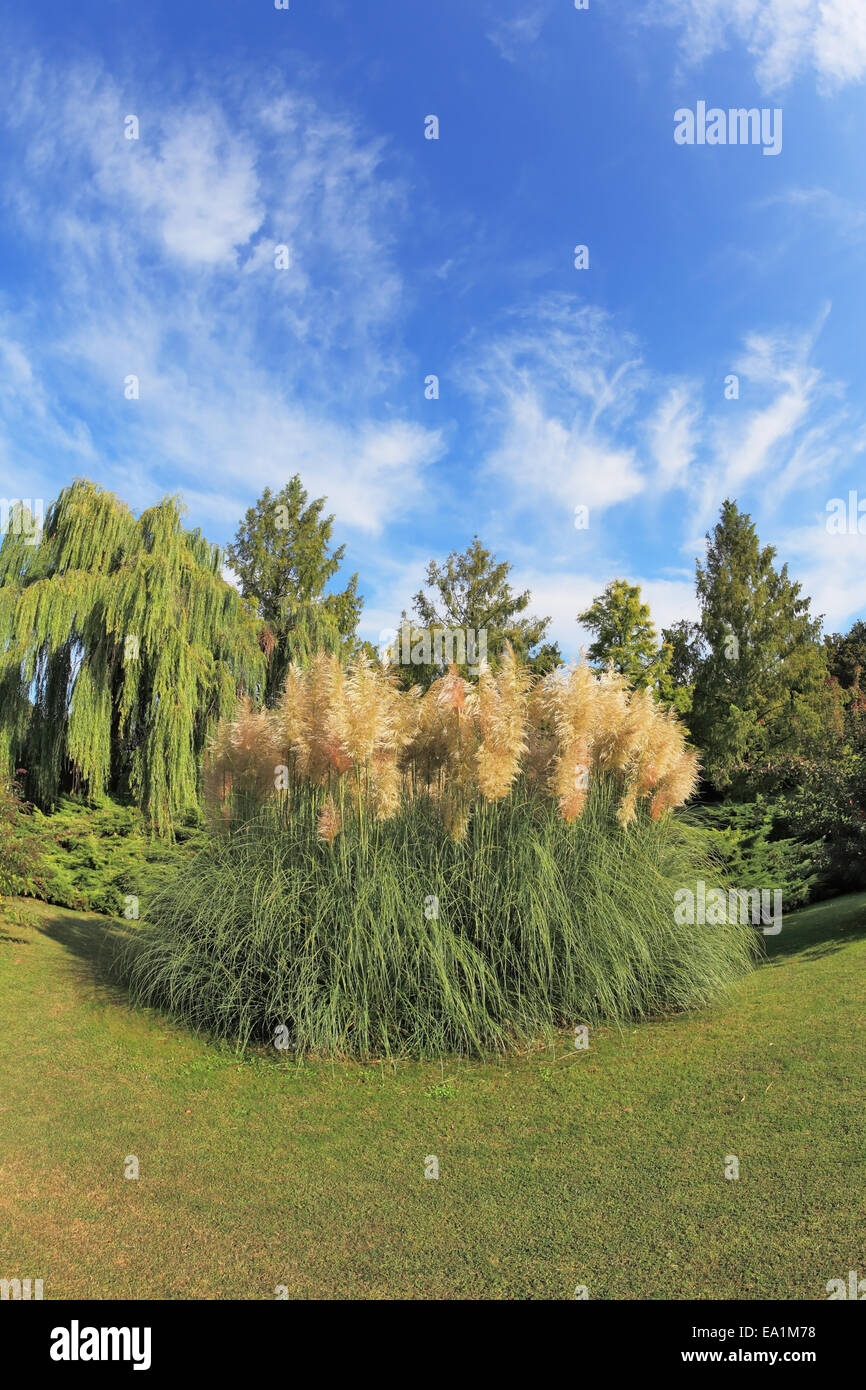 High decorative flower bed of reeds Stock Photo - Alamy