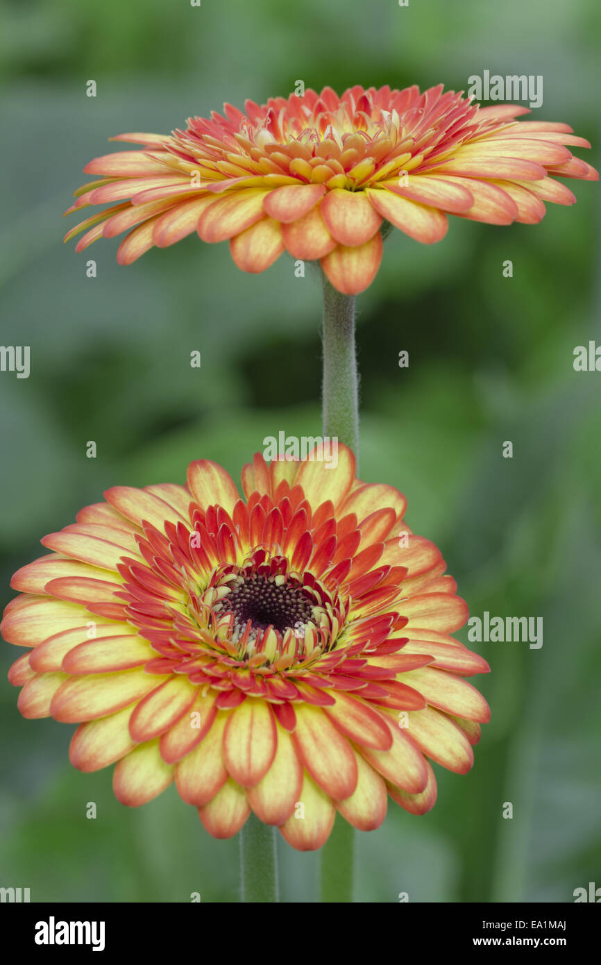 Zimmerpflanze bichrome hi-res stock photography and images - Alamy
