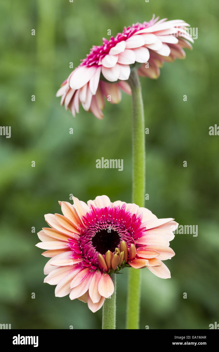 Bluetenkoepfe hi-res stock photography and images - Alamy