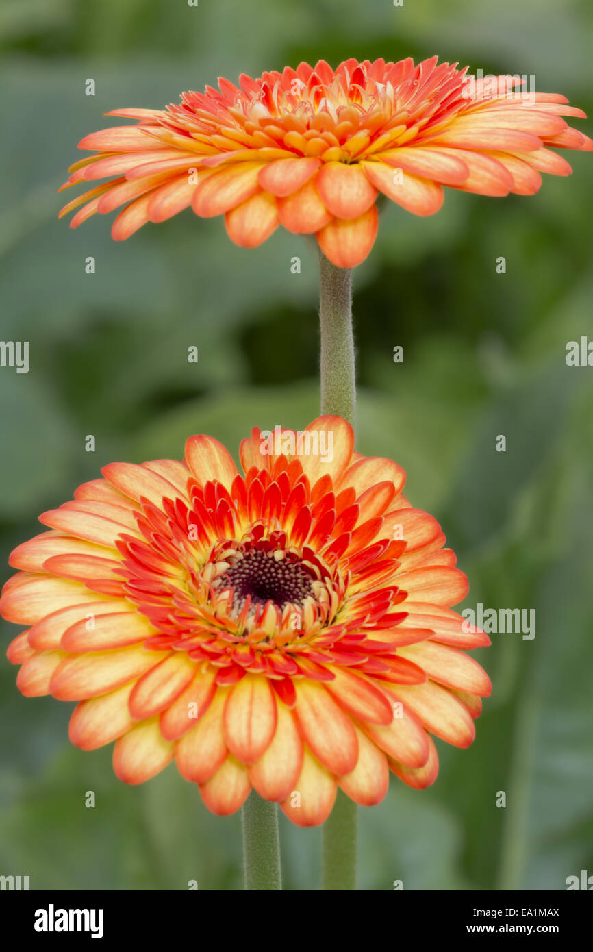 Bluetenkoepfe hi-res stock photography and images - Alamy