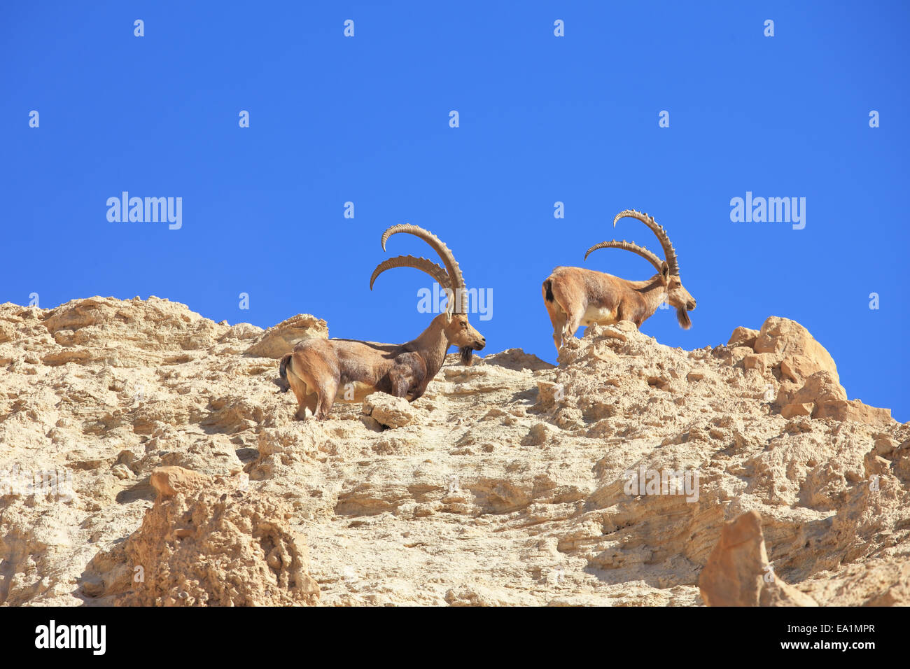 A herd of wild goats, with horns grazing Stock Photo - Alamy