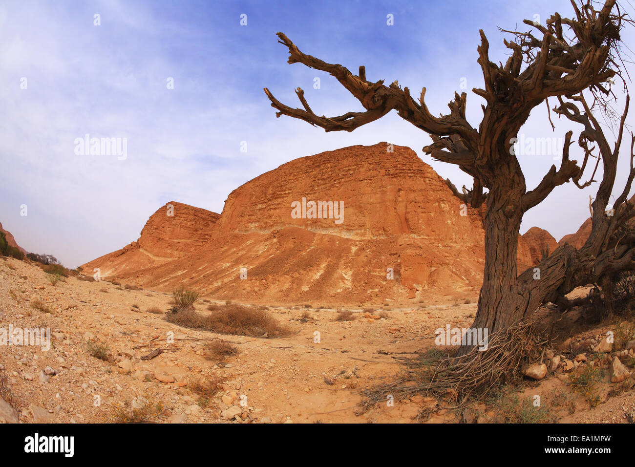Tree in ancient mountains Stock Photo - Alamy