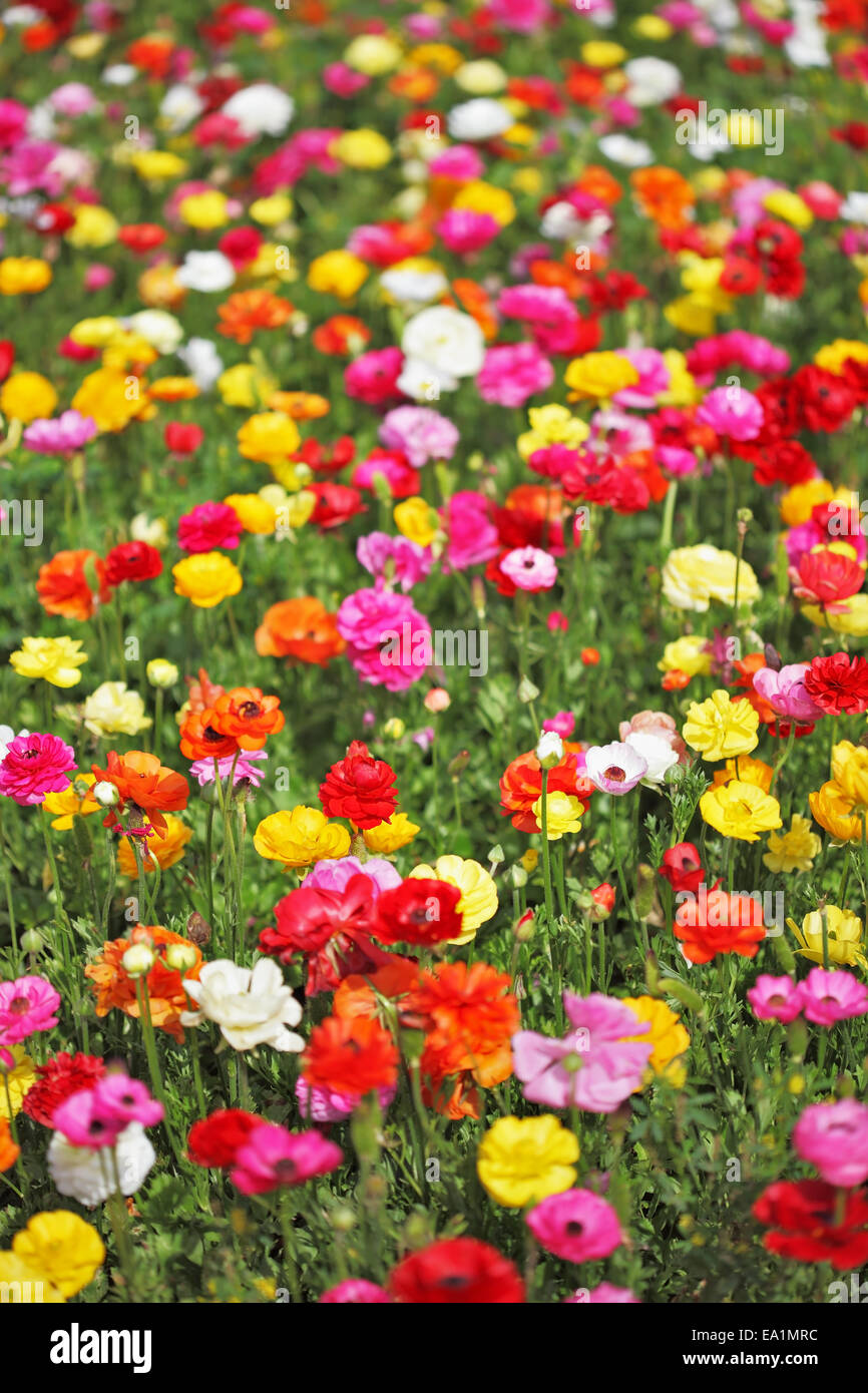 Buttercup color hi-res stock photography and images - Alamy