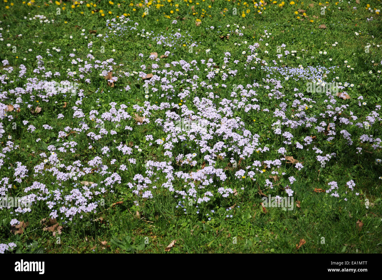 Meadow Ladies Smock High Resolution Stock Photography and Images - Alamy