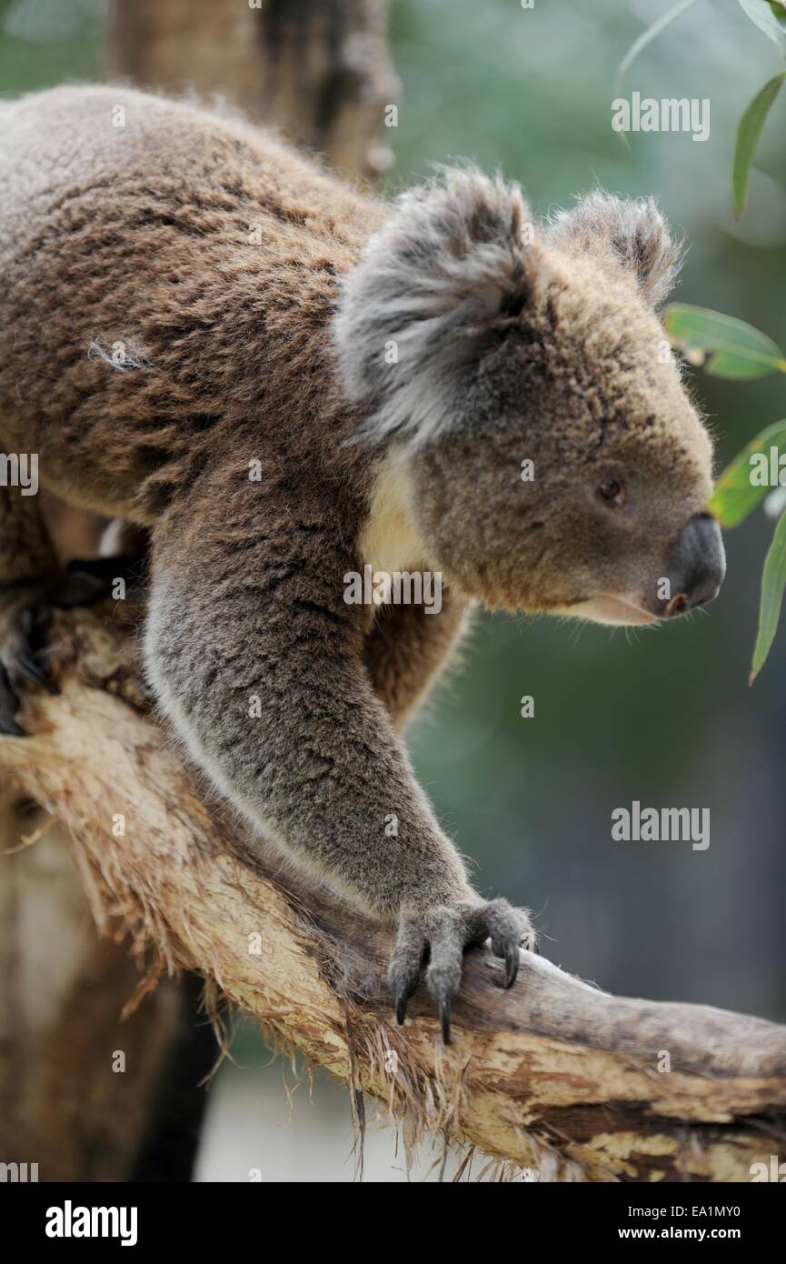 An Australian Koala in its natural habitat Stock Photo - Alamy