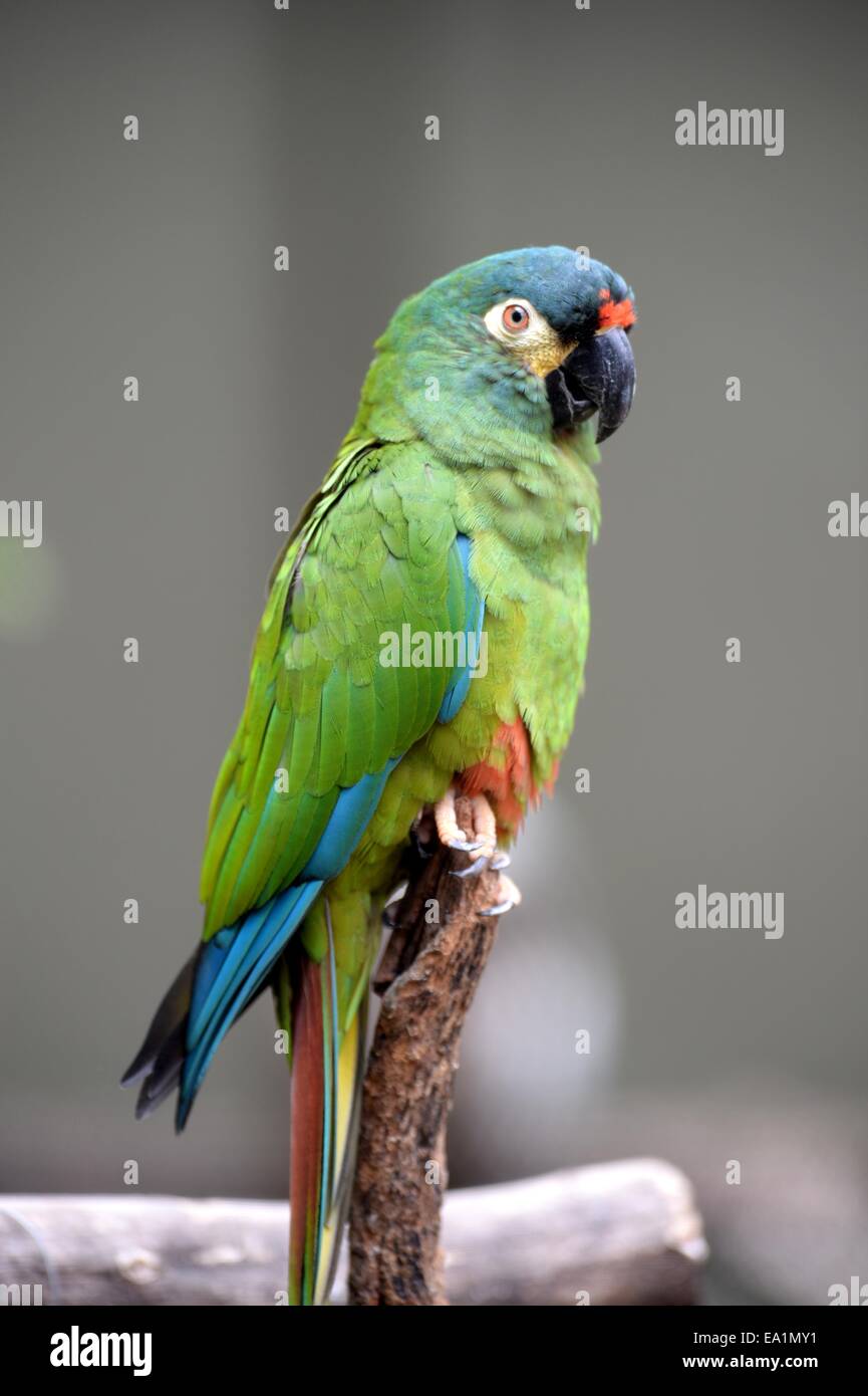 A close up shot of a Parrot Stock Photo - Alamy