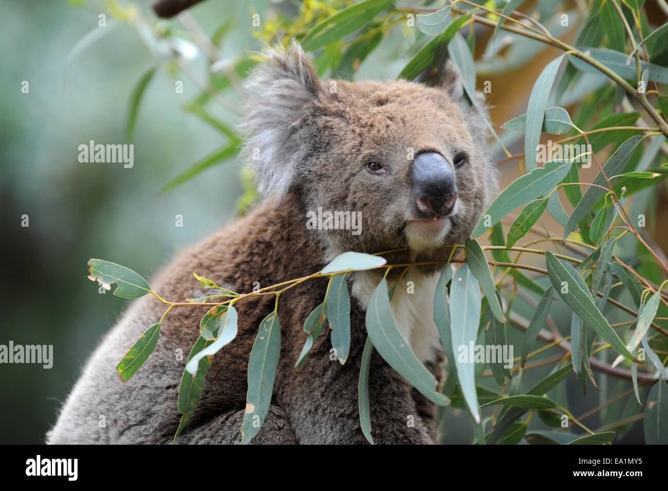 An Australian Koala in its natural habitat Stock Photo - Alamy