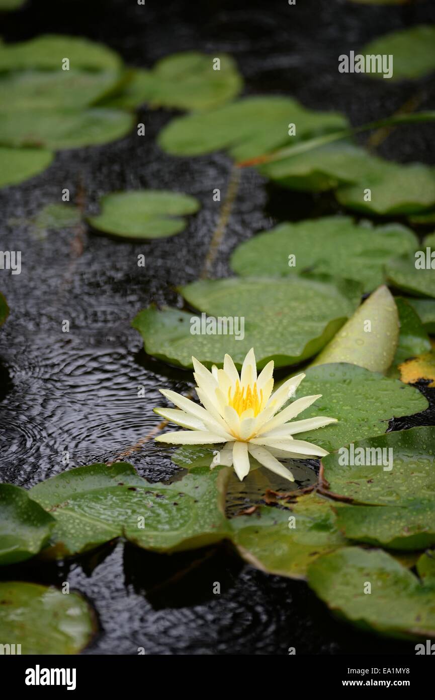 River white water lilies hi-res stock photography and images - Alamy