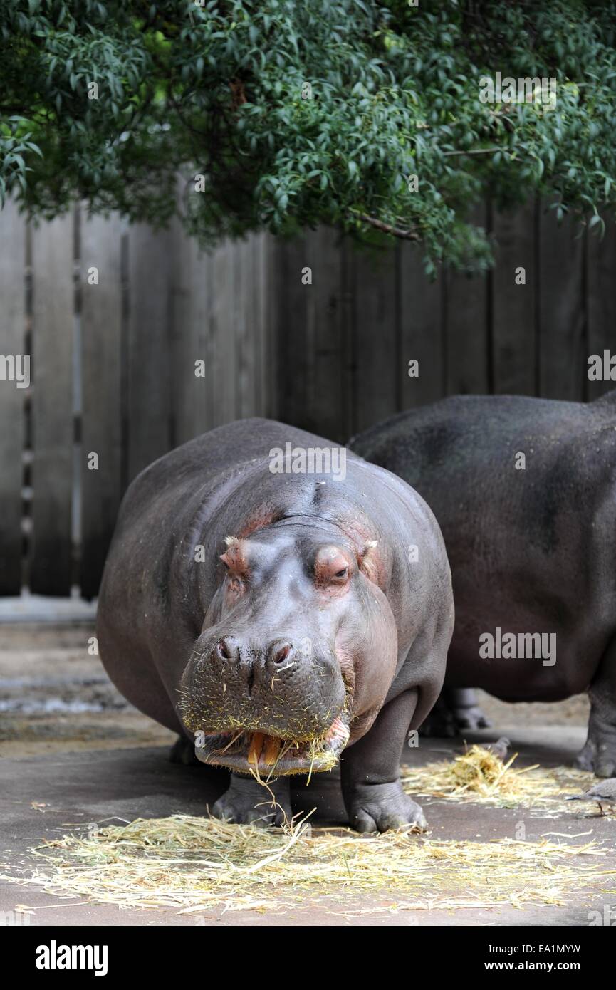 Hippo adult and calf hi-res stock photography and images - Alamy