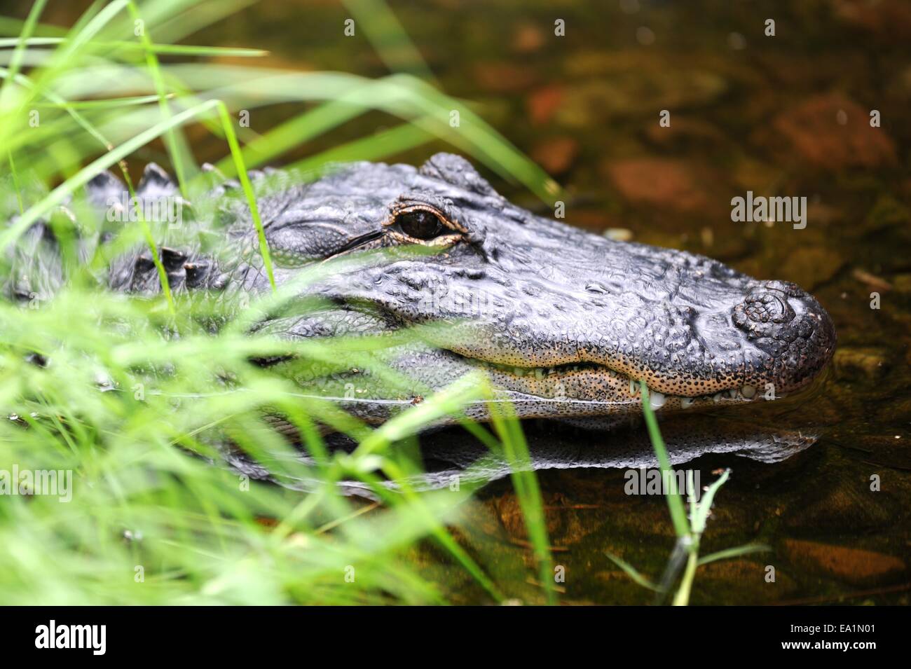 Zoology alligator hi-res stock photography and images - Alamy