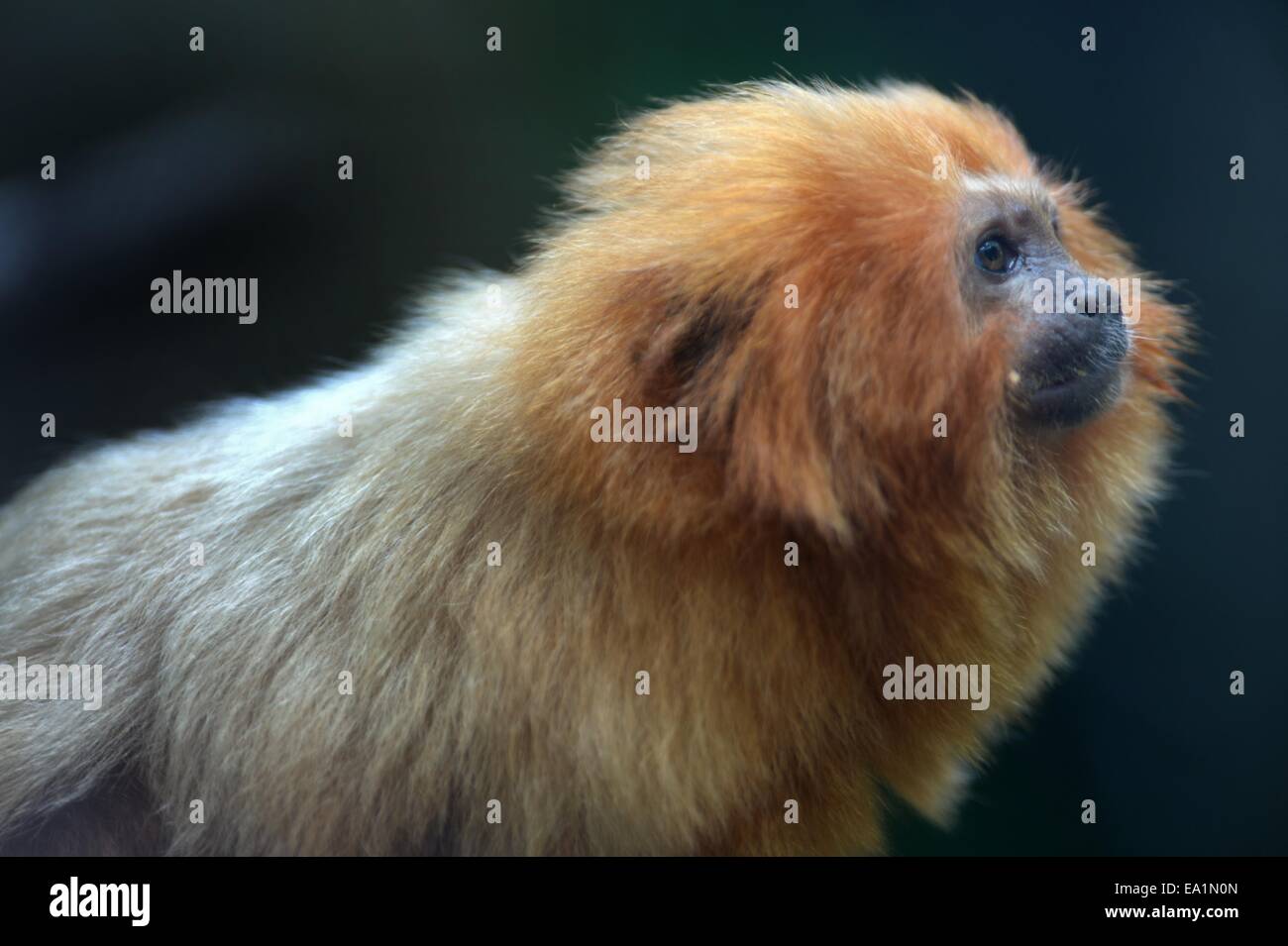 Golden headed tamarin monkey hi-res stock photography and images - Alamy