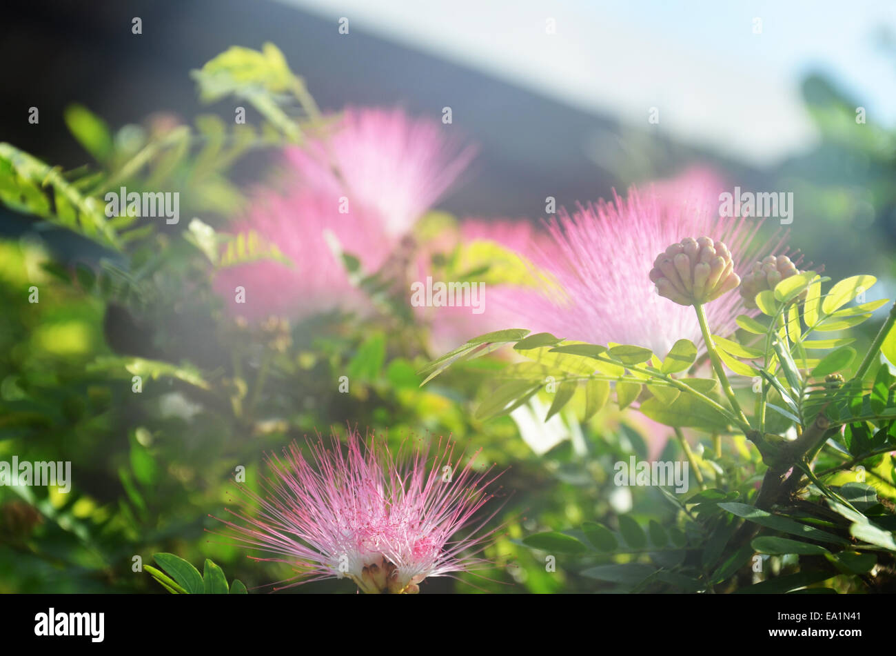 Pink Red Powder Puff, Red Head Powder Puff ,. Red Powder Puff or ...