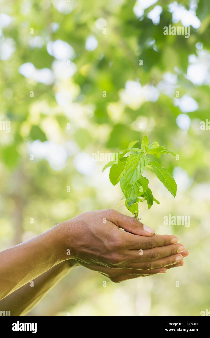 Close-up of hands holding young plant Stock Photo - Alamy
