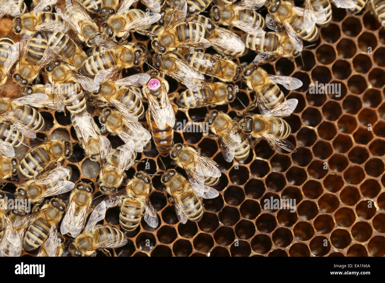 Young queen bee hi-res stock photography and images - Alamy