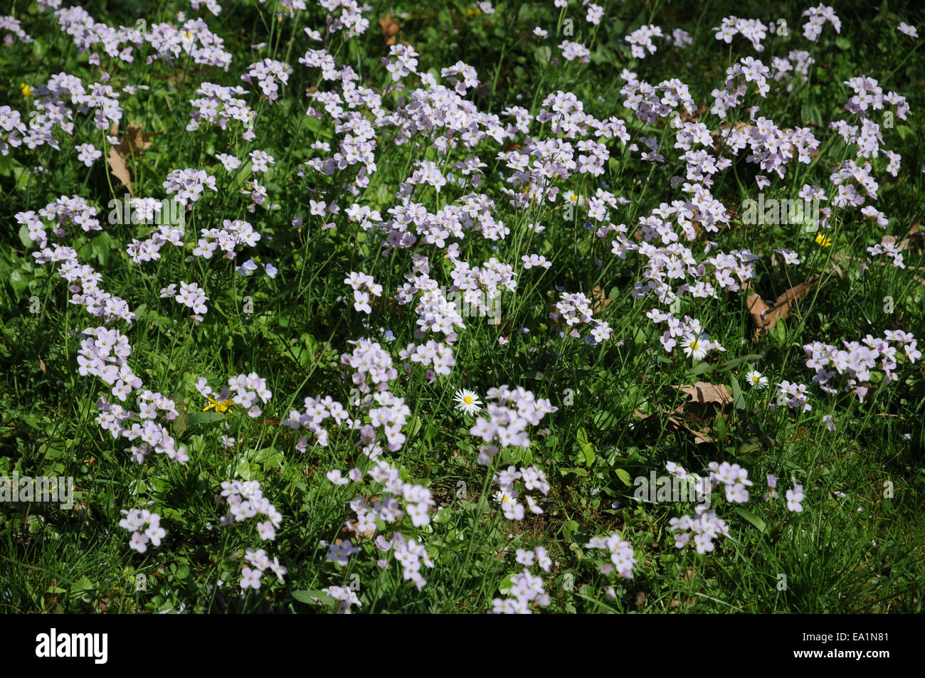 Meadow ladies smock hi-res stock photography and images - Alamy