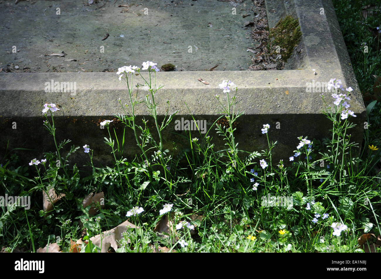 Meadow Ladies Smock High Resolution Stock Photography and Images - Alamy