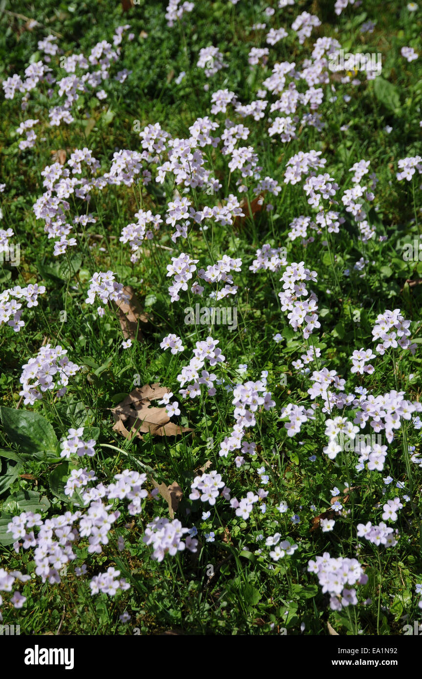 Meadow ladies smock hi-res stock photography and images - Alamy