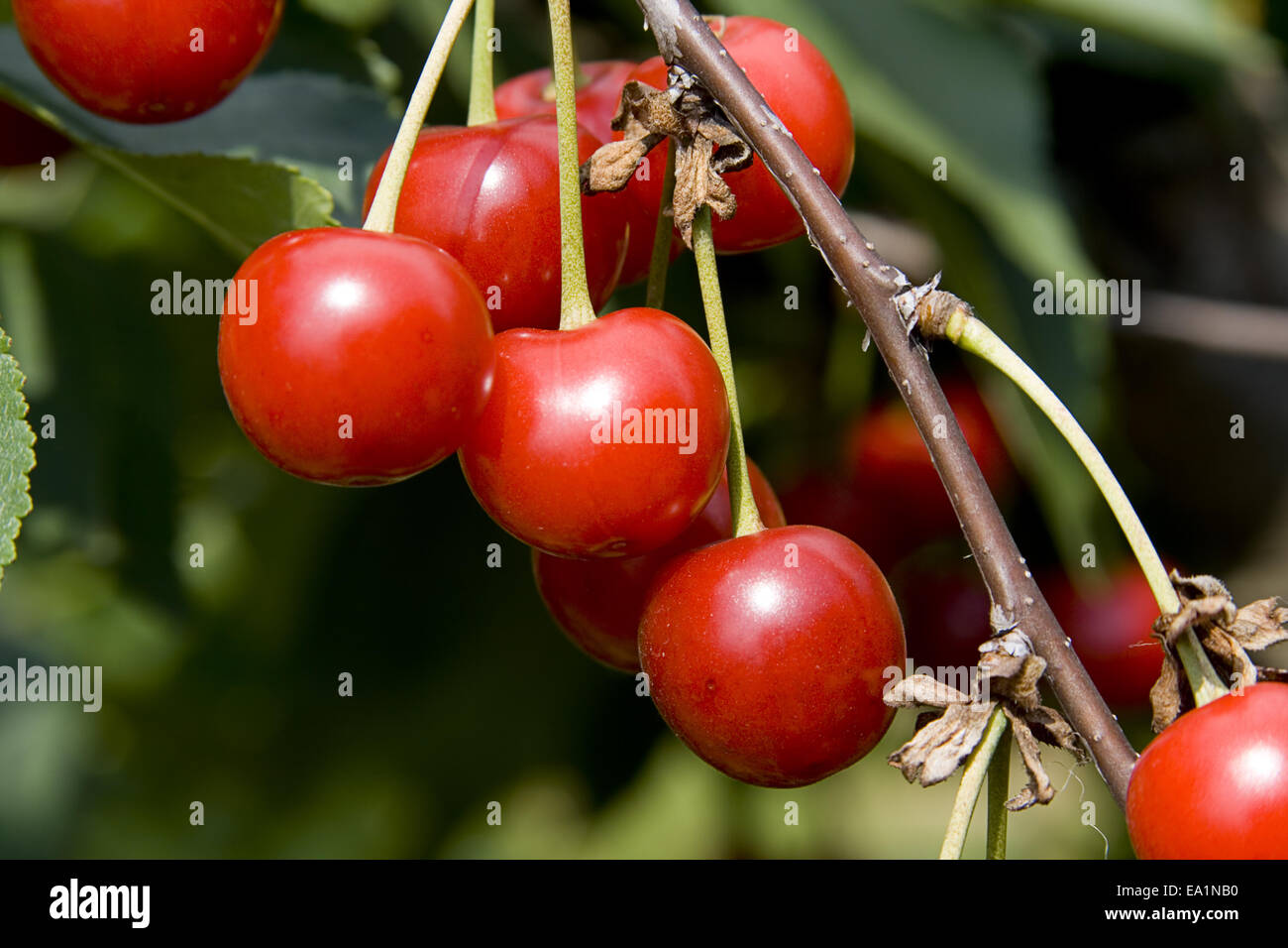Chge hi-res stock photography and images - Alamy